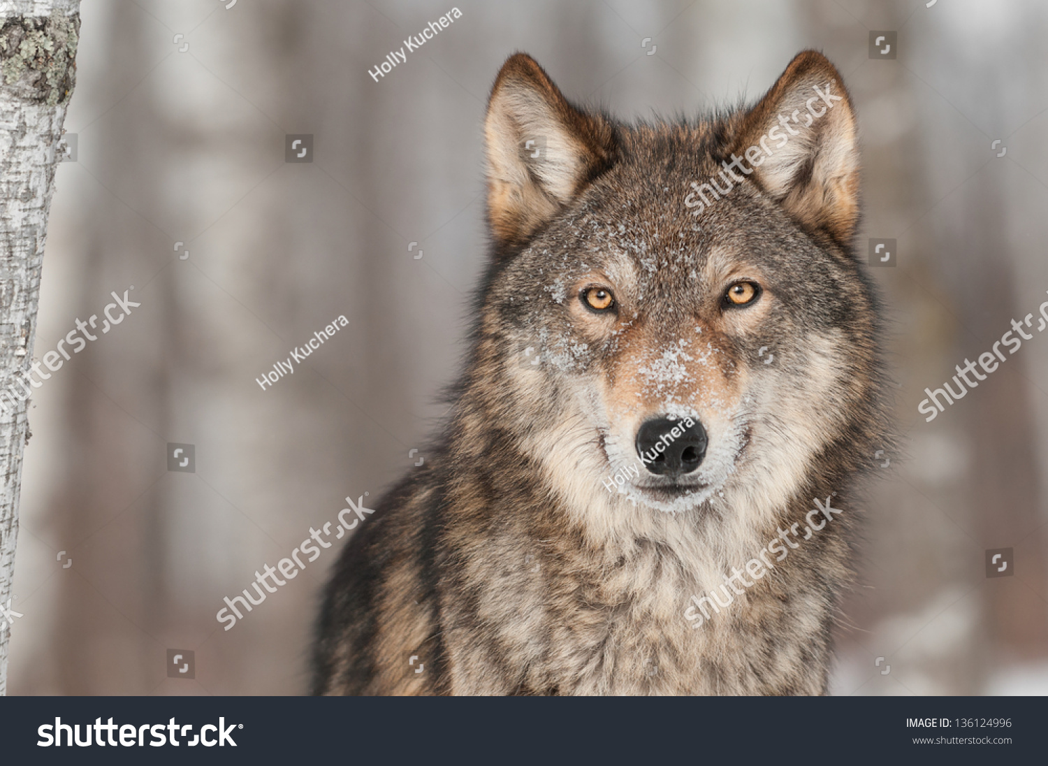 First Nations Animal Totems – Anthony Stenner