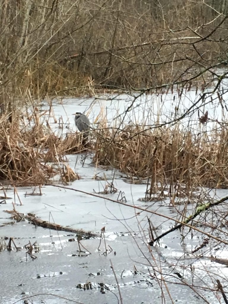Ecological Field Survey – Catherine Kelleher