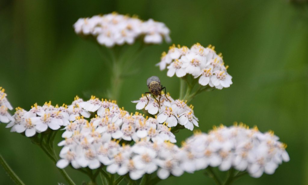 Women in Art: Lee Krasner (1908-1984) – Elizabeth Lin